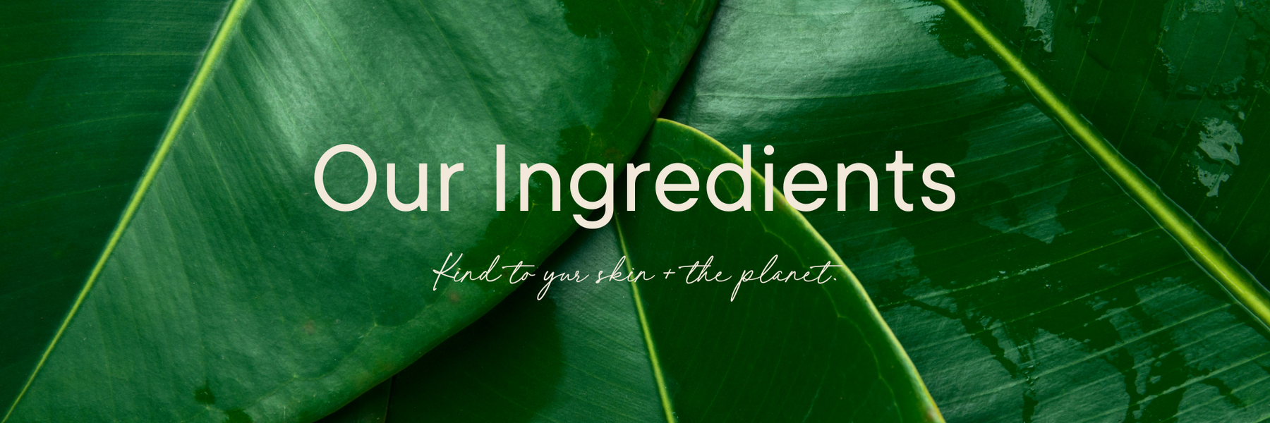 OC Naturals | Our Ingredients | Plant-Based Hair & Body Products